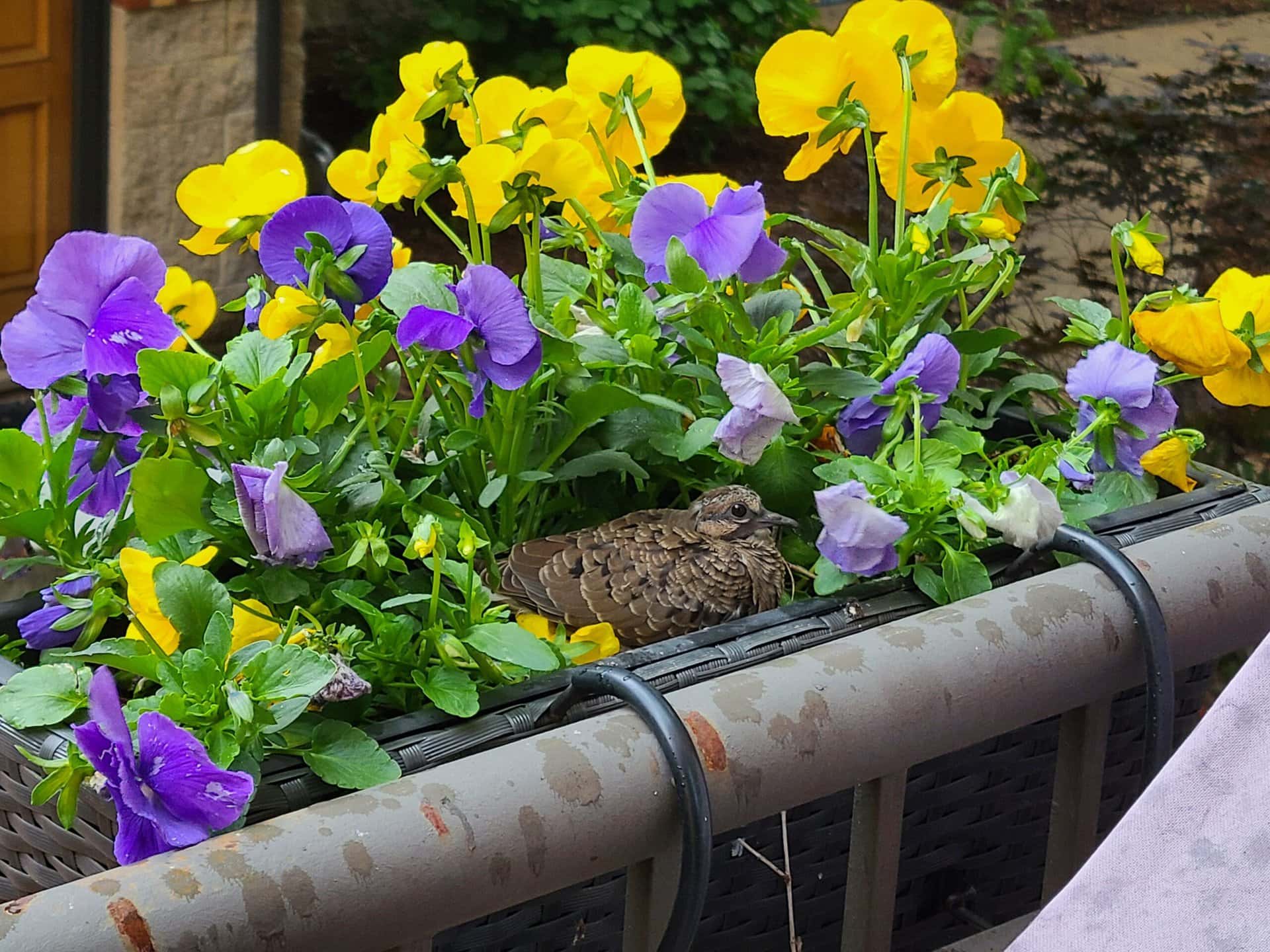 Watering Advice - Dig Right In Landscaping, Inc