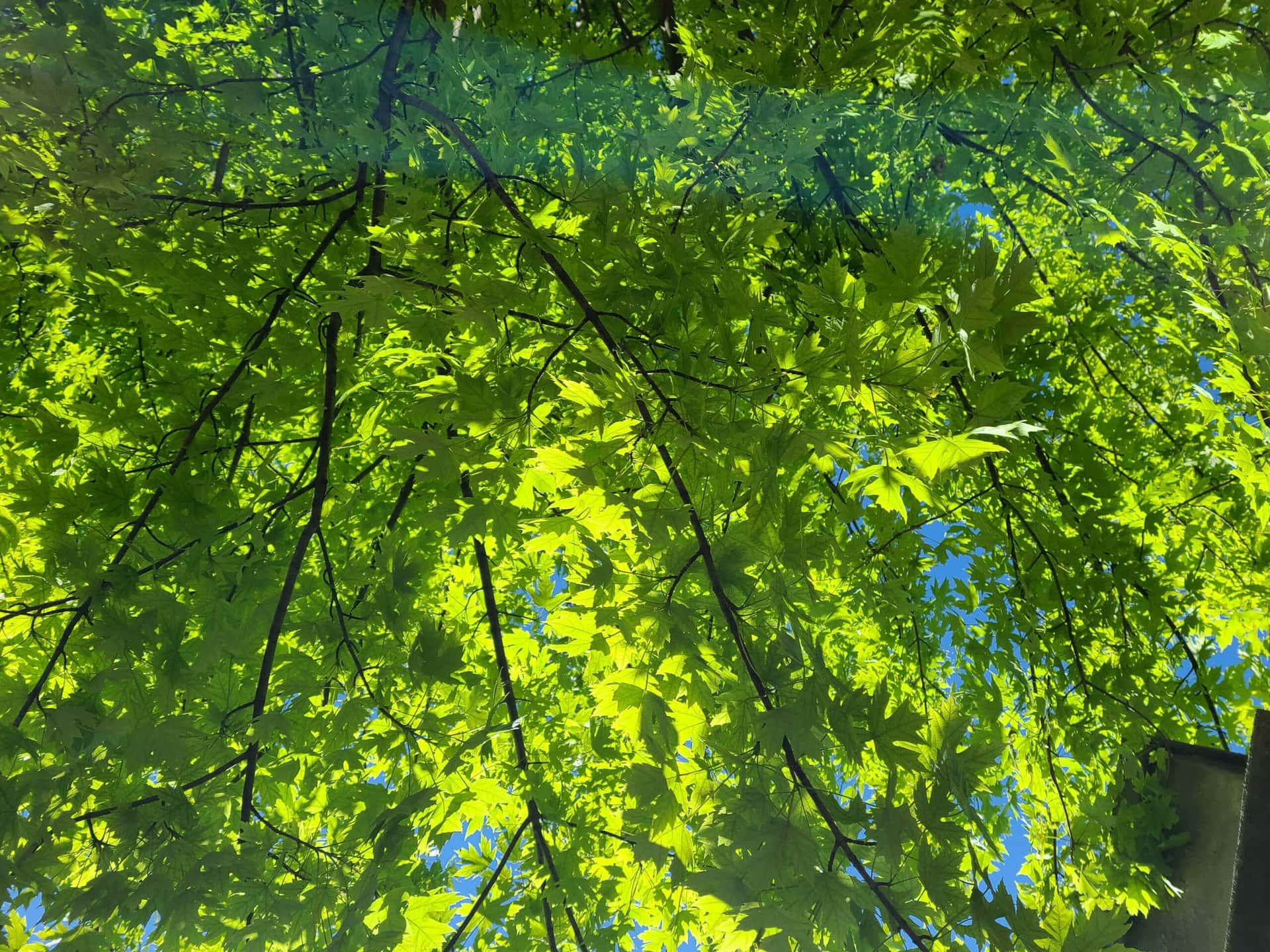 Contact | Dig Right In Landscaping, Inc