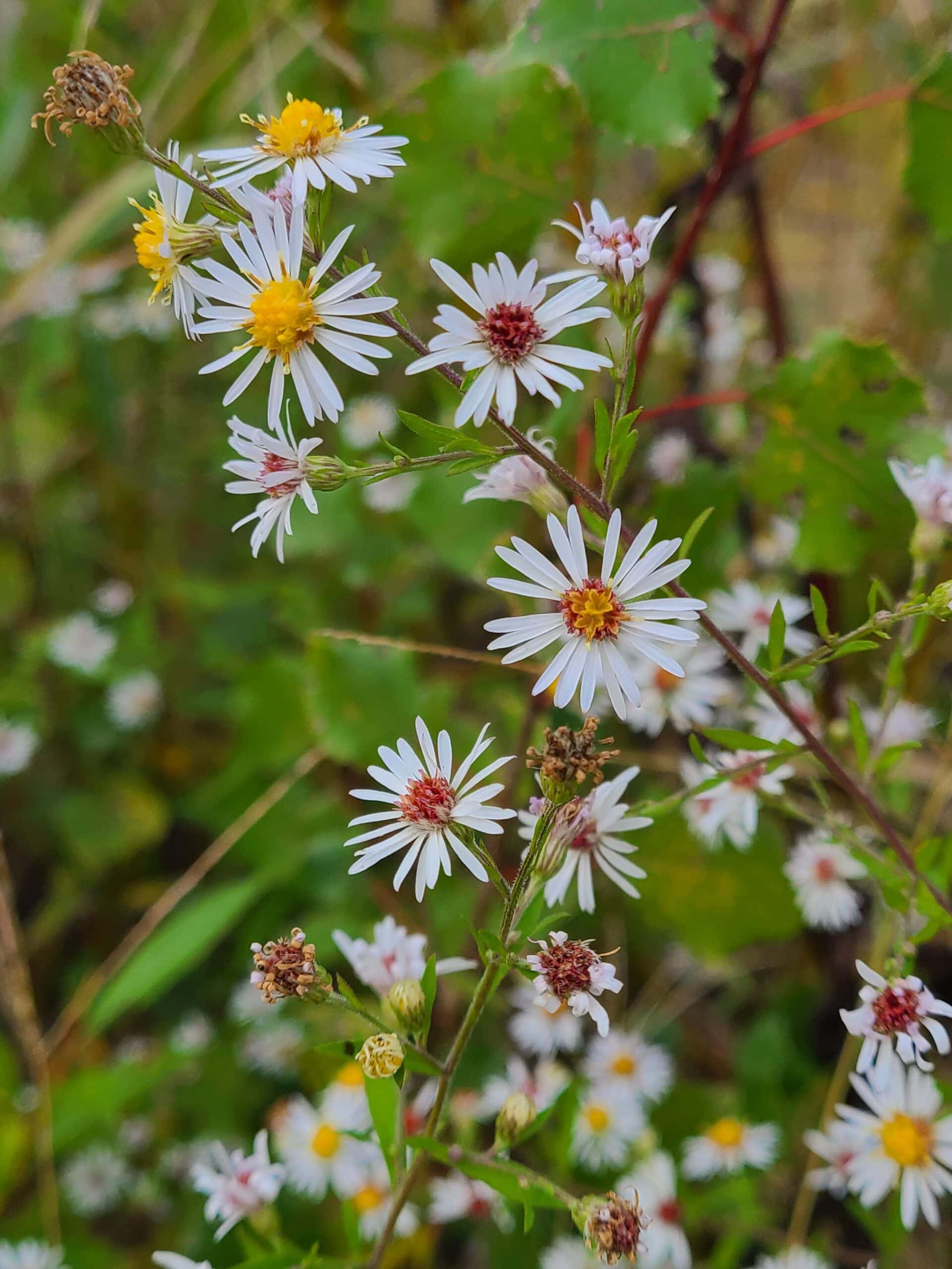 Watering Advice | Dig Right In Landscaping, Inc