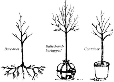 Watering Your New Plants - Dig Right In Landscaping